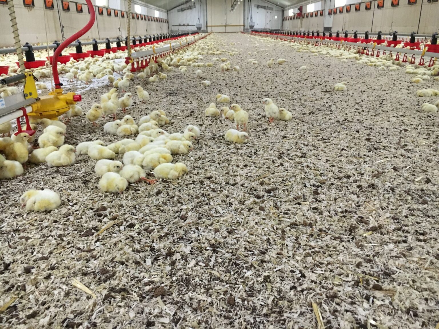 Ściółka dla kur | Spanvall